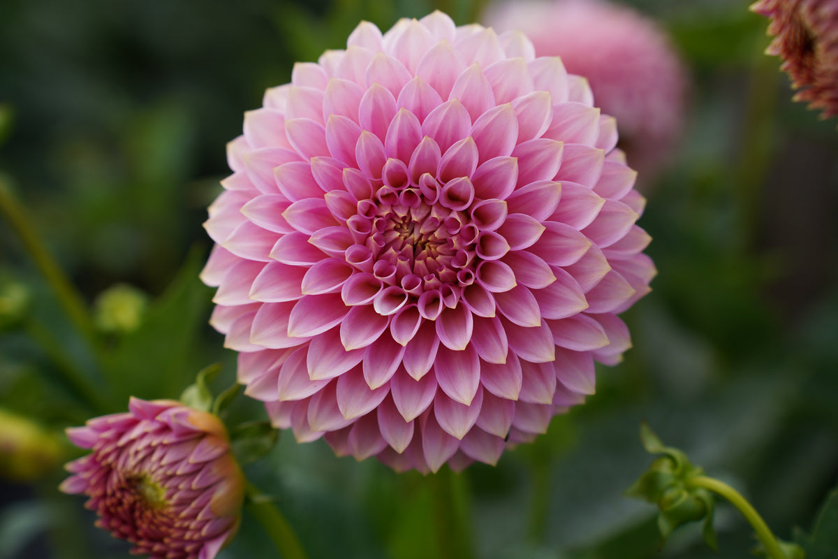 Bloomquist Pink Parfait Dahlia Tuber | EarthSpoke Farms