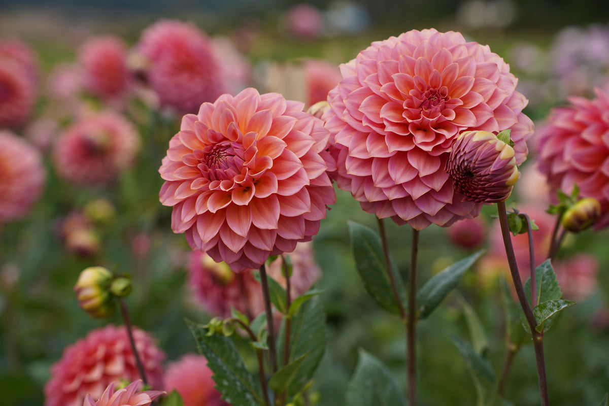 Bloomquist Dave Dahlia Tuber | EarthSpoke Farms