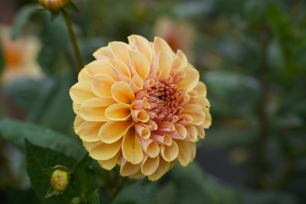 Dahlia Tubers | EarthSpoke Farms
