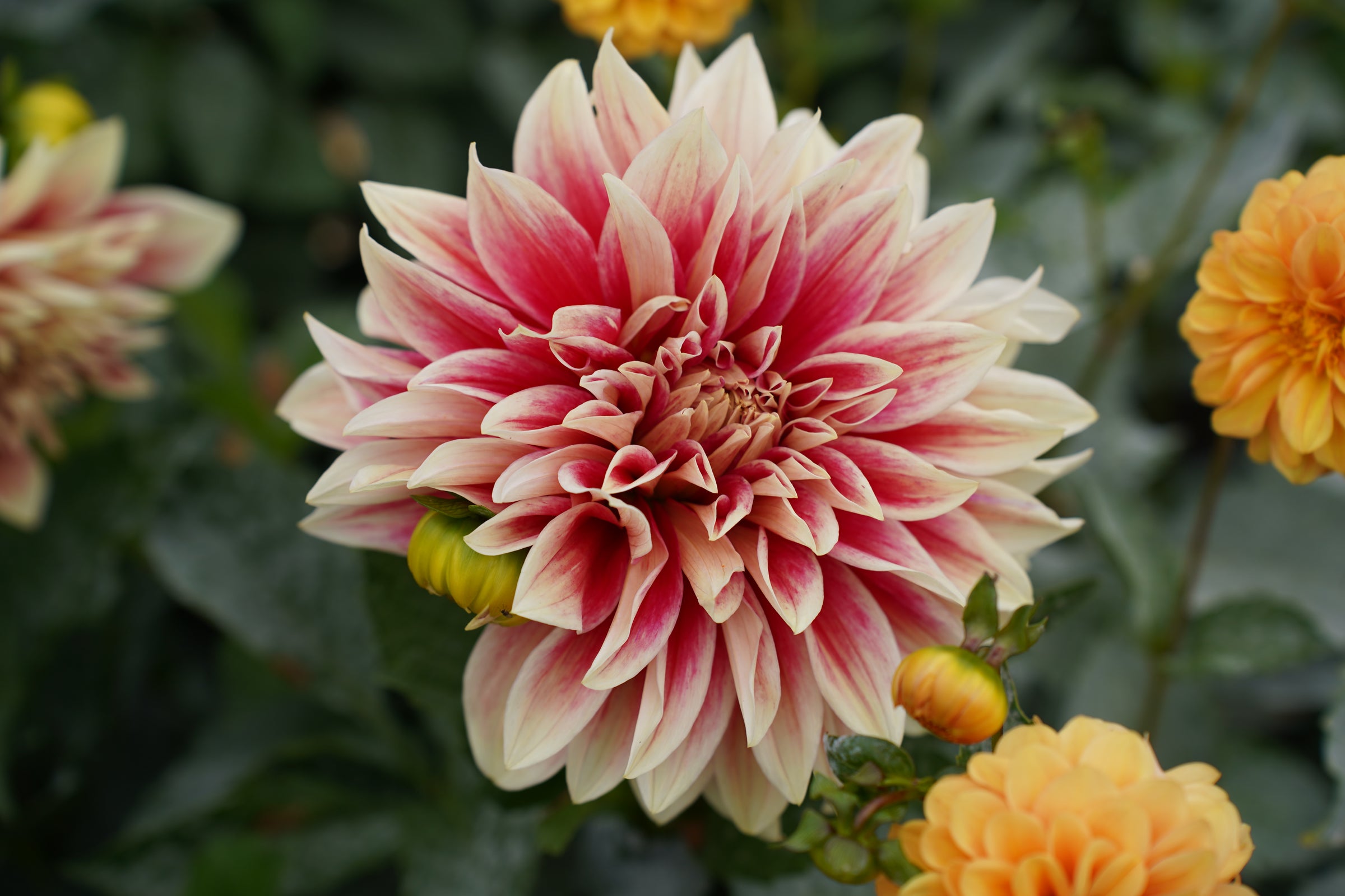Ice Cube Dahlia Tuber | EarthSpoke Farms