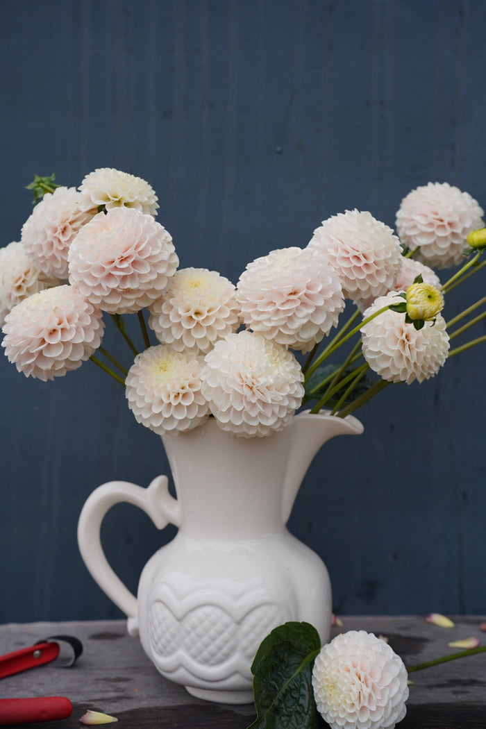 Dahlia Tuber - Light Wizard | EarthSpoke Farms