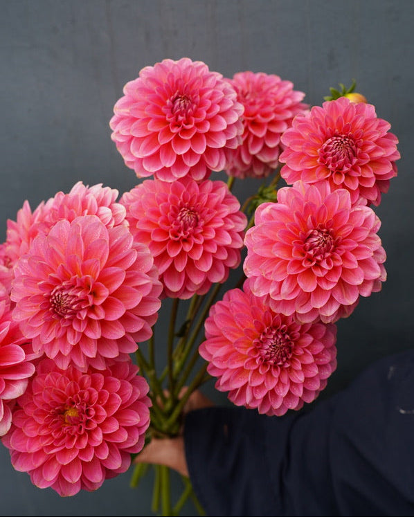 Dahlia Tuber - Pink Runner | EarthSpoke Farms