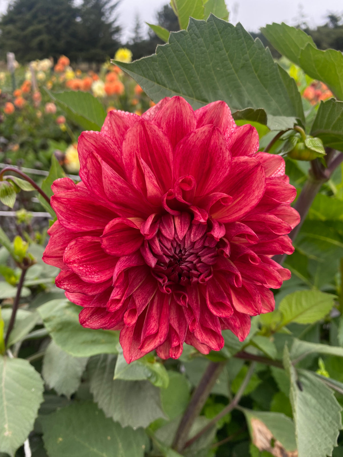 Bloomquist York Dahlia Tuber | EarthSpoke Farms